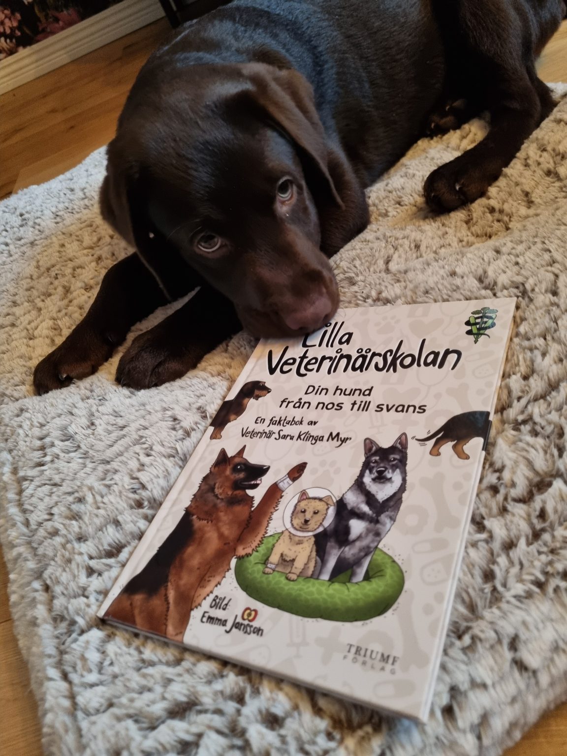 Barnboksprat – – en blogg om barnböcker